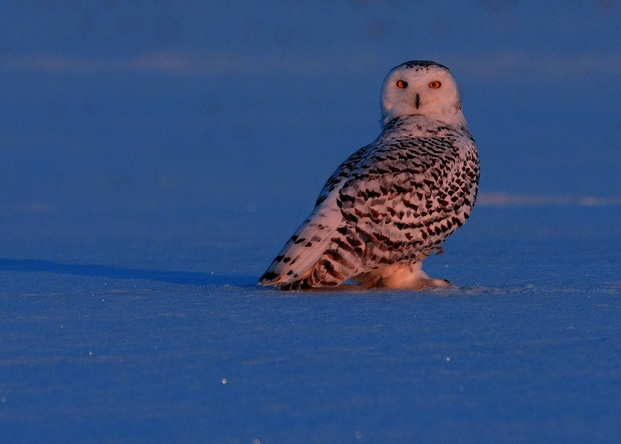 Tout sur les hiboux et les chouettes du Québec - Géo Plein Air