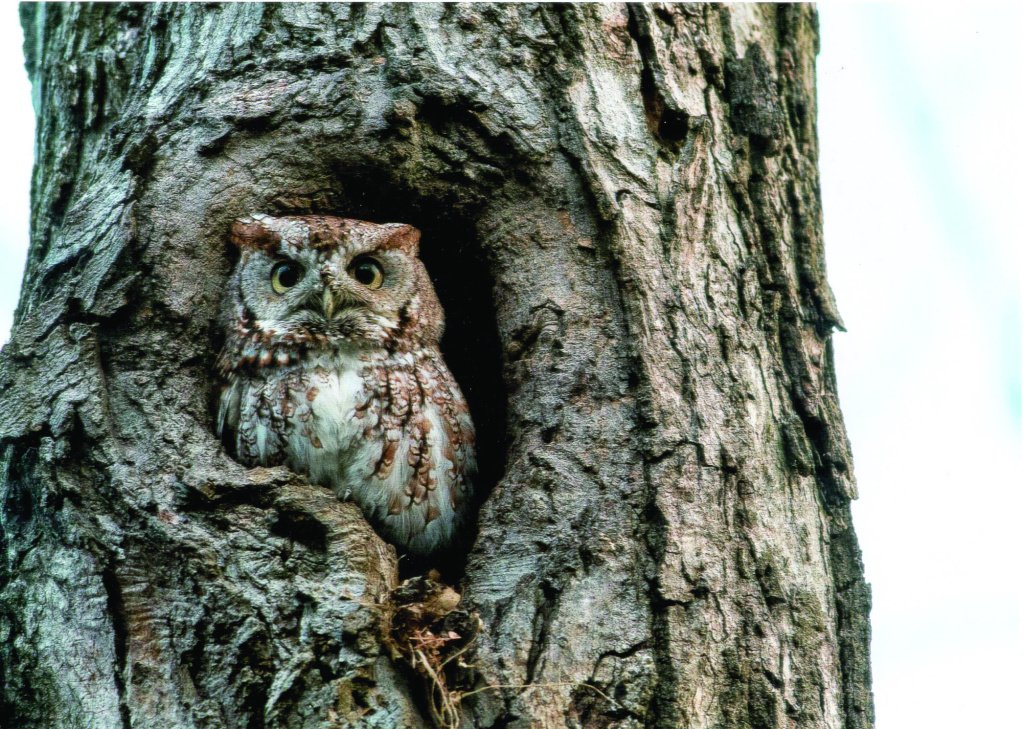 Tout sur les hiboux et les chouettes du Québec - Géo Plein Air