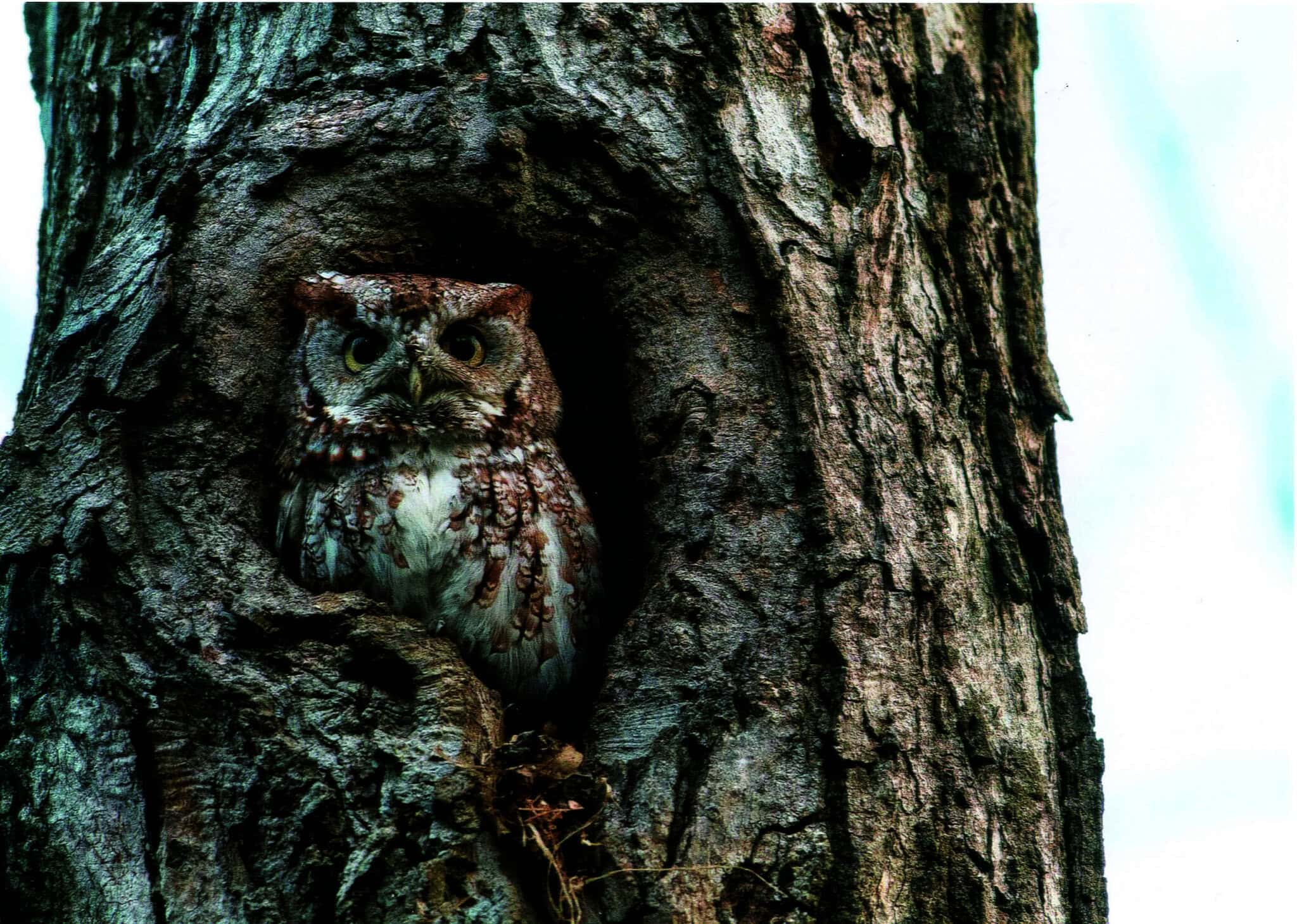 Tout sur les hiboux et les chouettes du Québec - Géo Plein Air